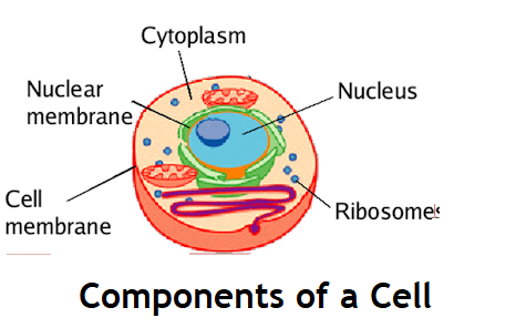 Cells are so small that they cannot be seen with naked eyes. So to see ...