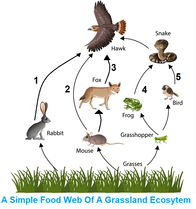 Characteristics of Food Web: